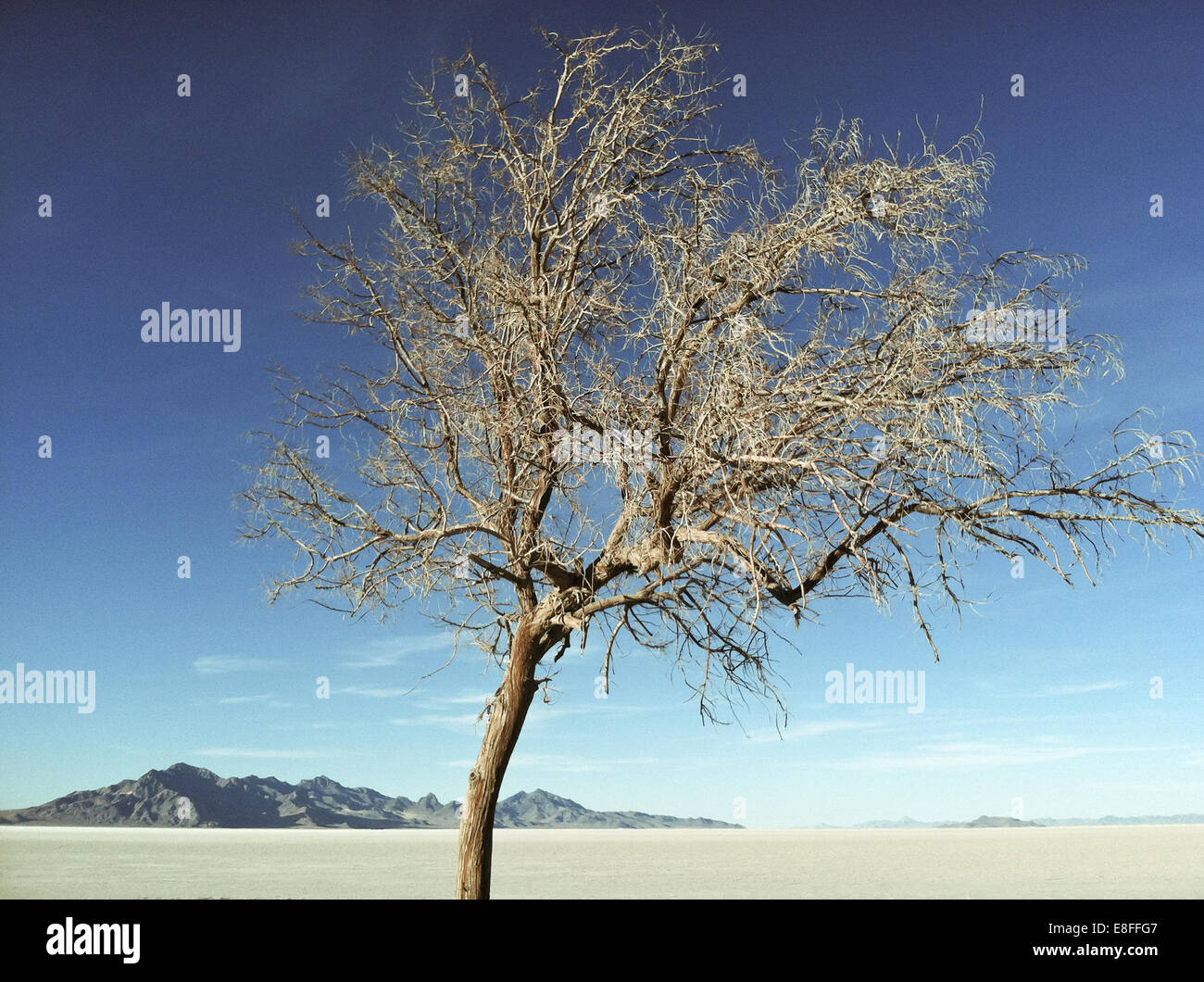 Bonneville salt flats state park -Fotos und -Bildmaterial in hoher ...