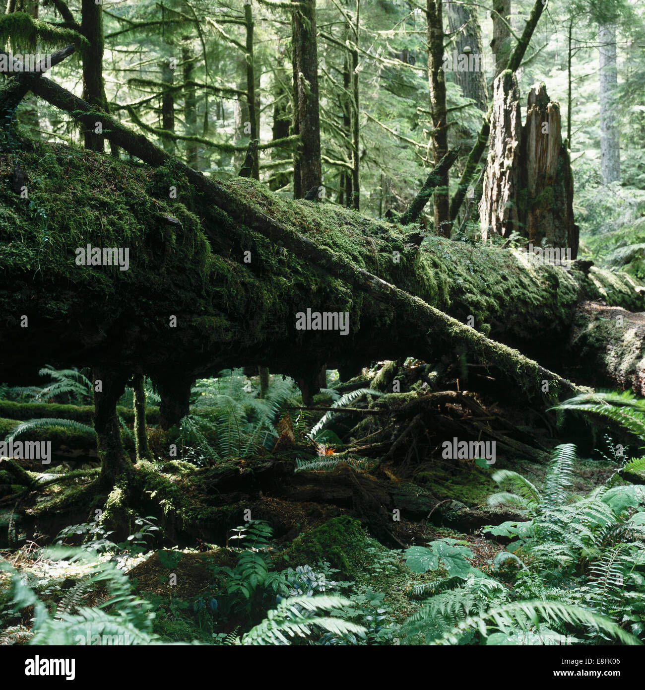 Zeder Des Alten Wachstums, Die Im Wald Liegt Stockfotos und -bilder ...