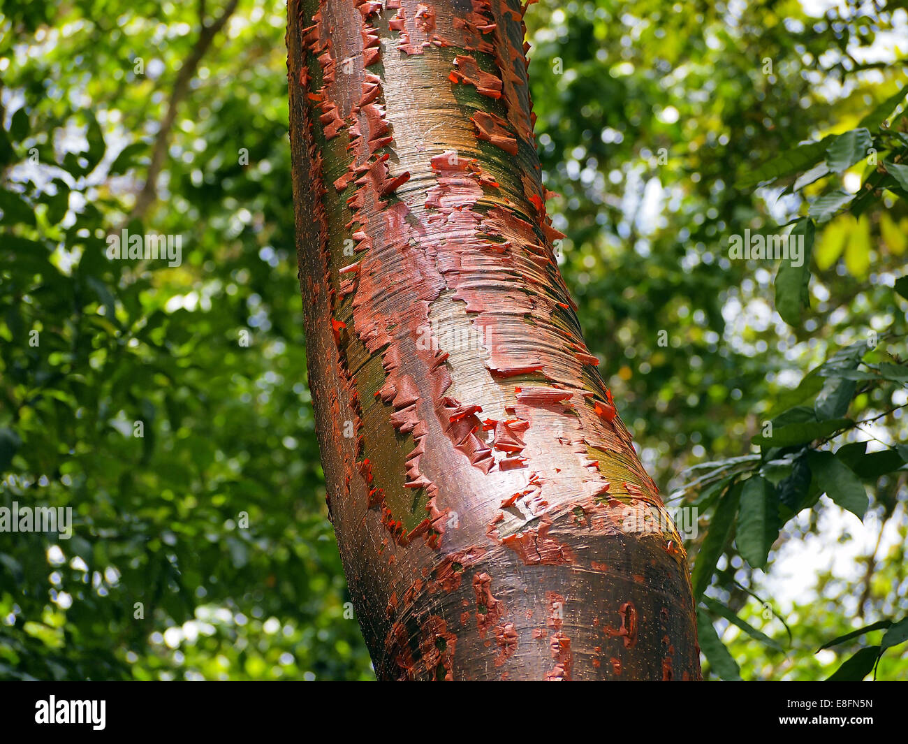 Gumbo limbo tree -Fotos und -Bildmaterial in hoher Auflösung – Alamy