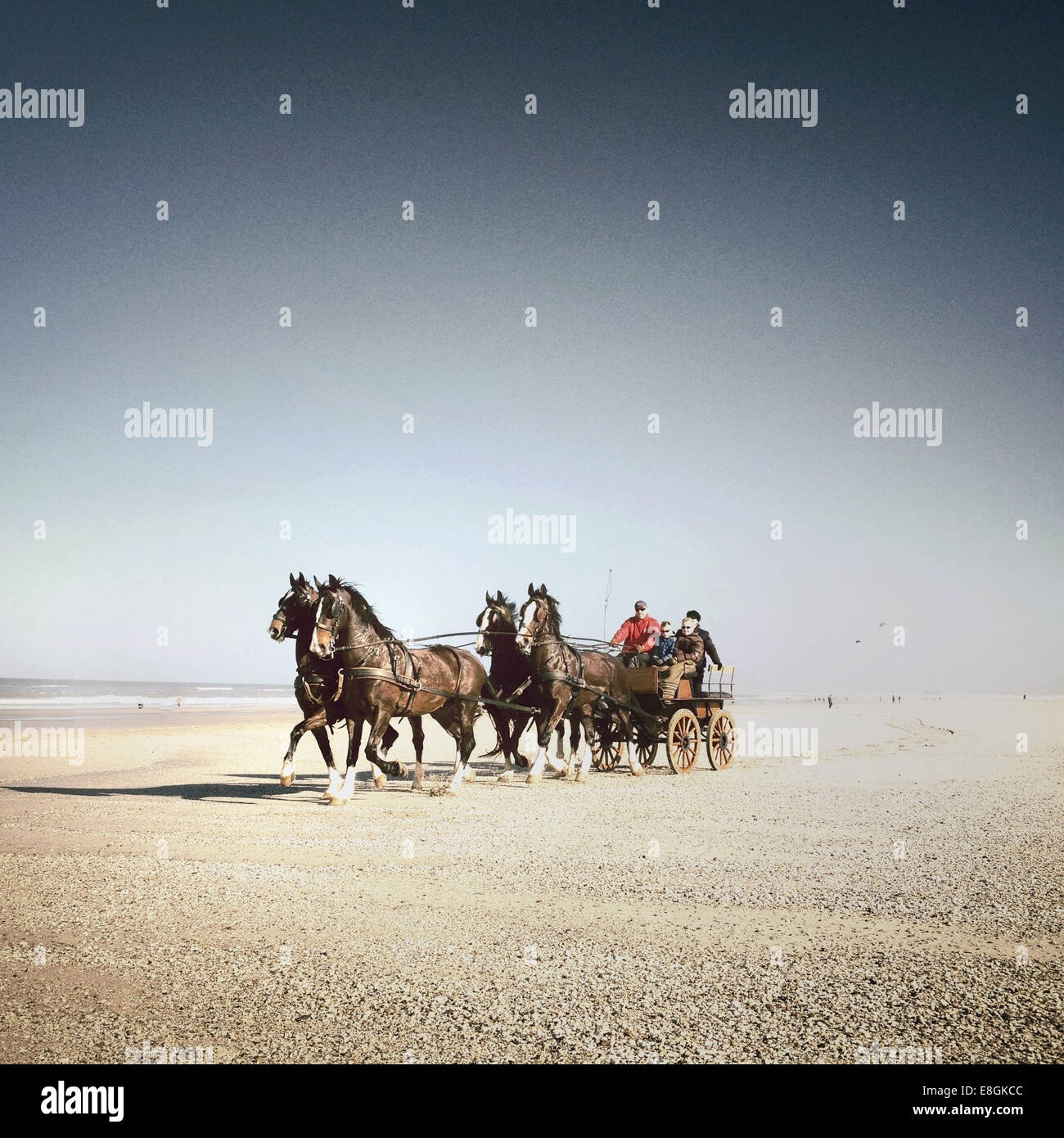 Four horses -Fotos und -Bildmaterial in hoher Auflösung – Alamy