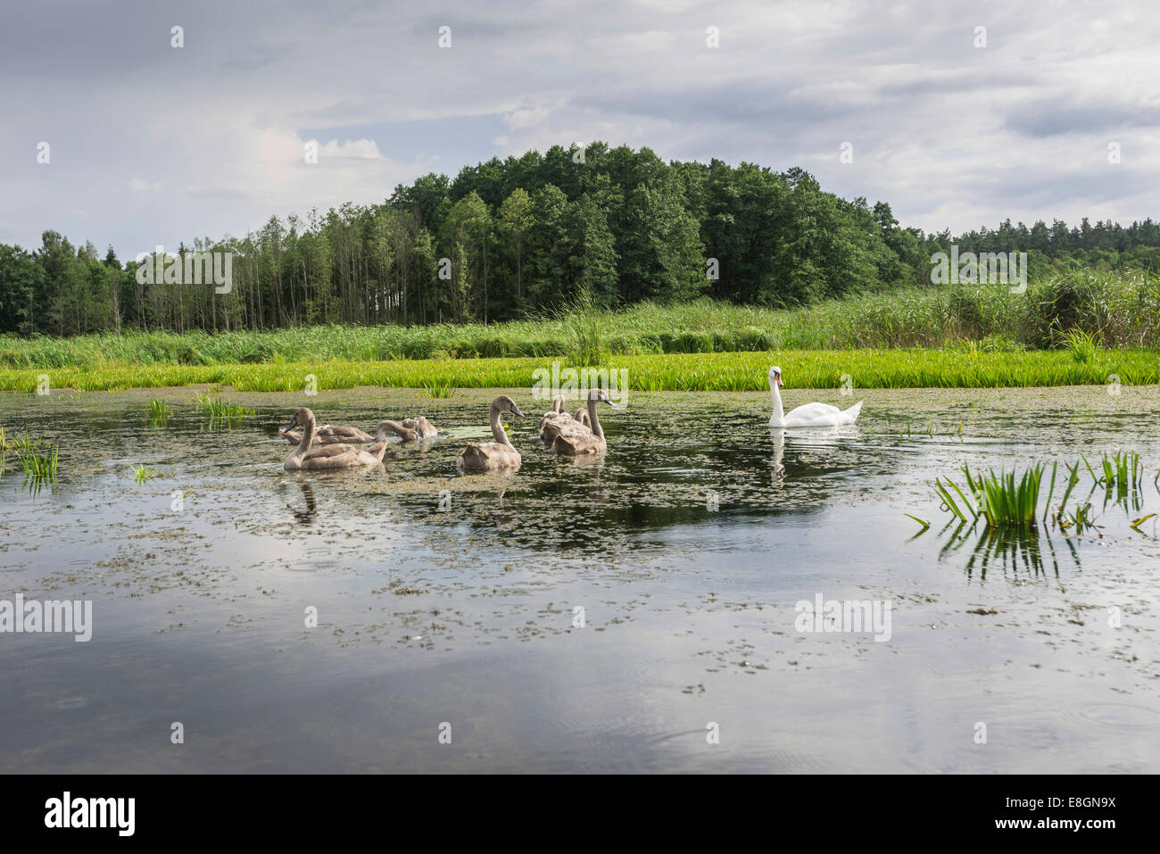 Fluss krutynia -Fotos und -Bildmaterial in hoher Auflösung – Alamy