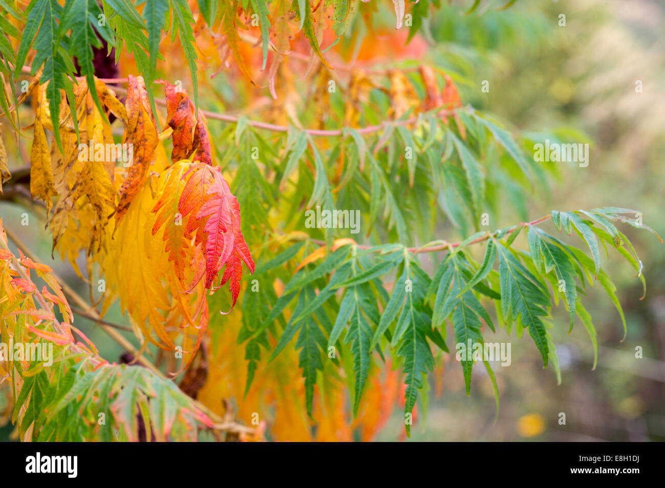 Rhus Typhina. Staghorn Sumac oder der Hirsch Horn Sumach Pflanze im ...
