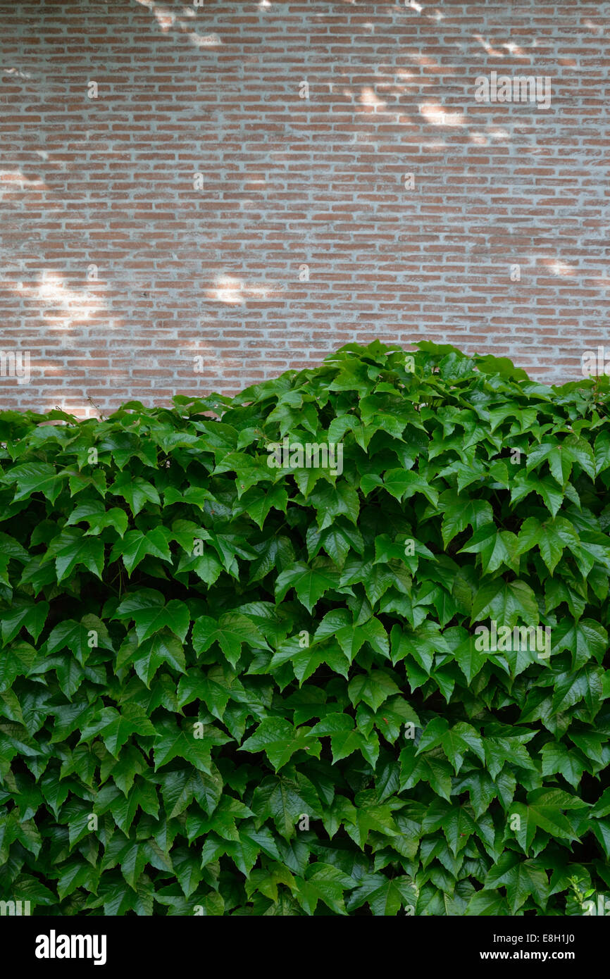 Woodbine parthenocissus -Fotos und -Bildmaterial in hoher Auflösung – Alamy