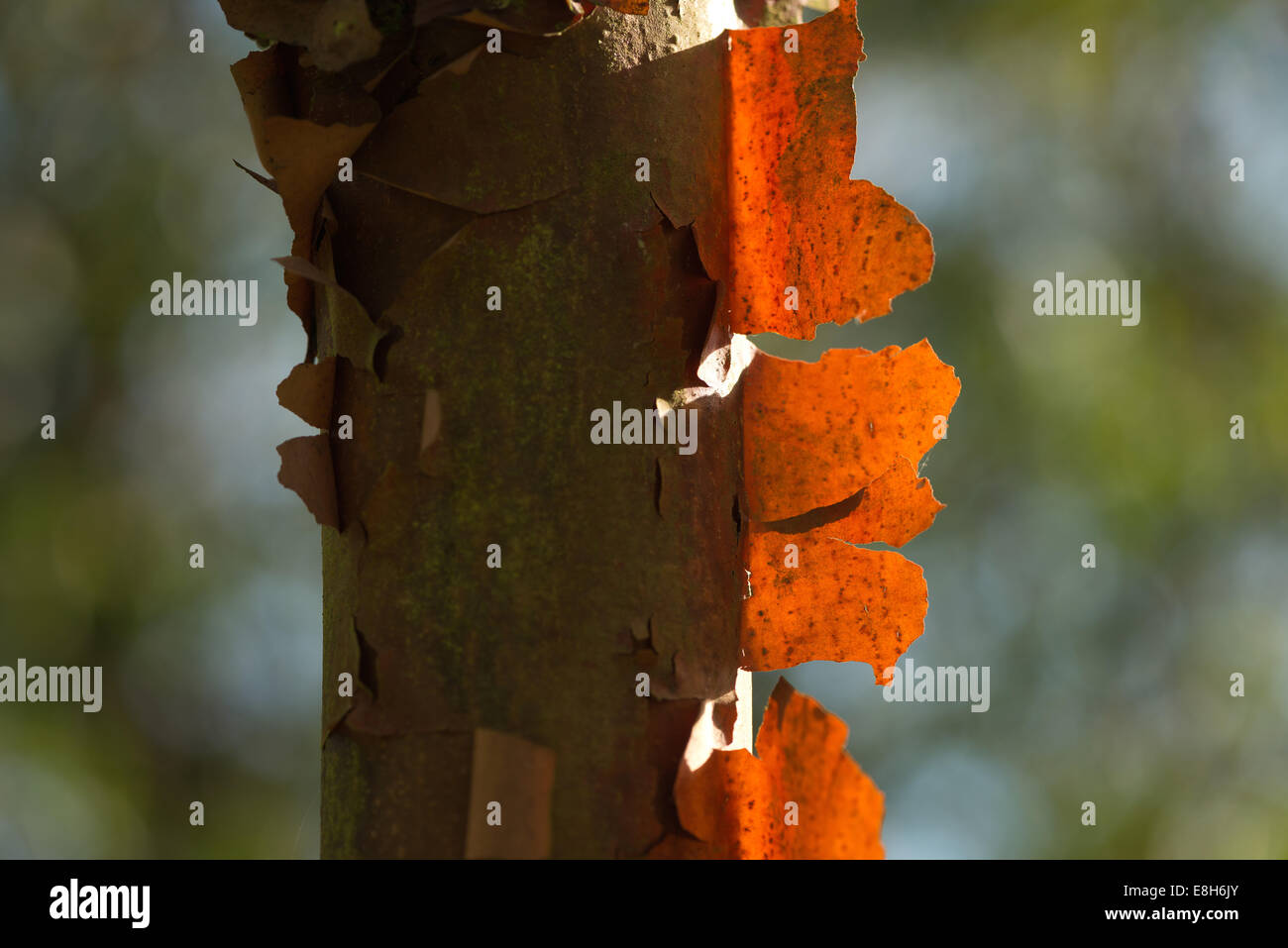 Interessante, Abplatzungen, peeling Schichten der bunten Rinde der ...