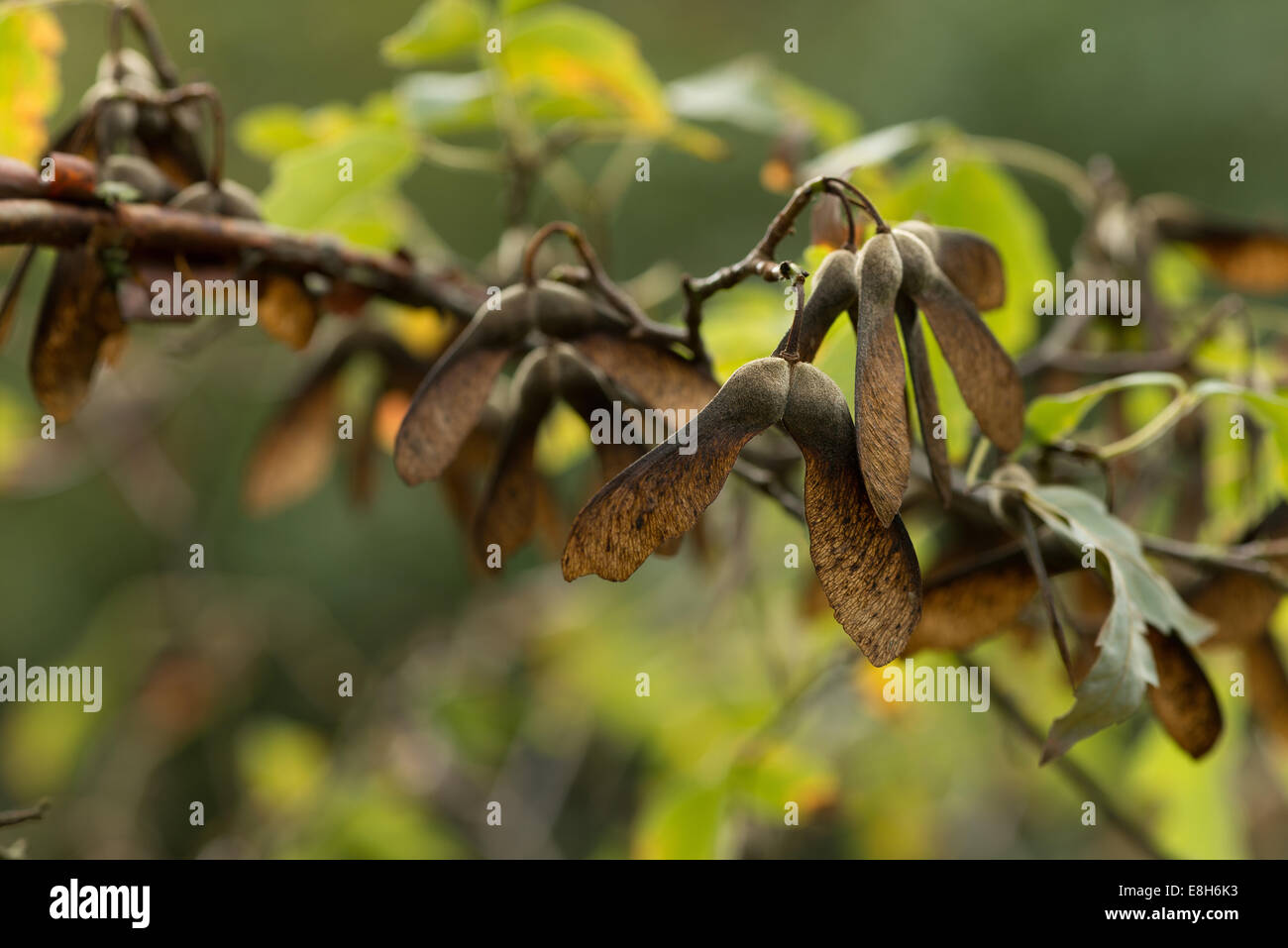 Samen von bergahorn -Fotos und -Bildmaterial in hoher Auflösung - Seite ...
