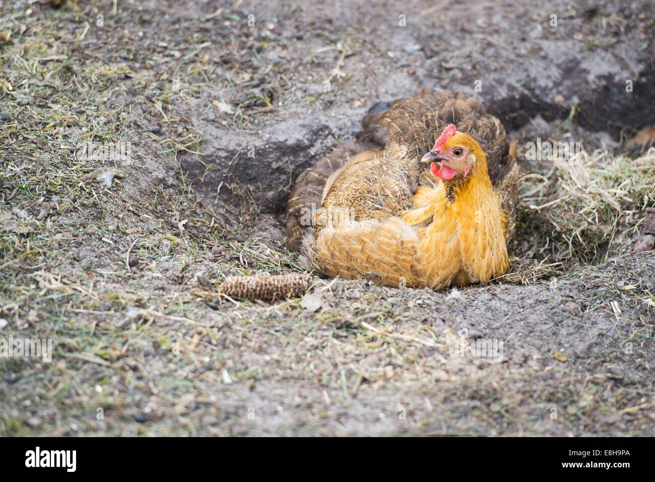 Sandbad huhn -Fotos und -Bildmaterial in hoher Auflösung – Alamy