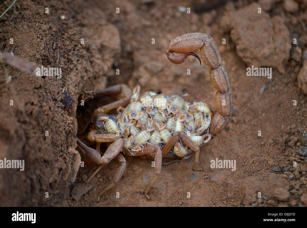 Scorpion mother and babies -Fotos und -Bildmaterial in hoher Auflösung ...