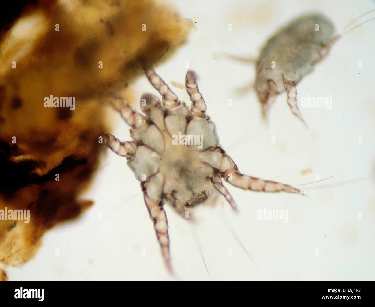Ear mites -Fotos und -Bildmaterial in hoher Auflösung – Alamy