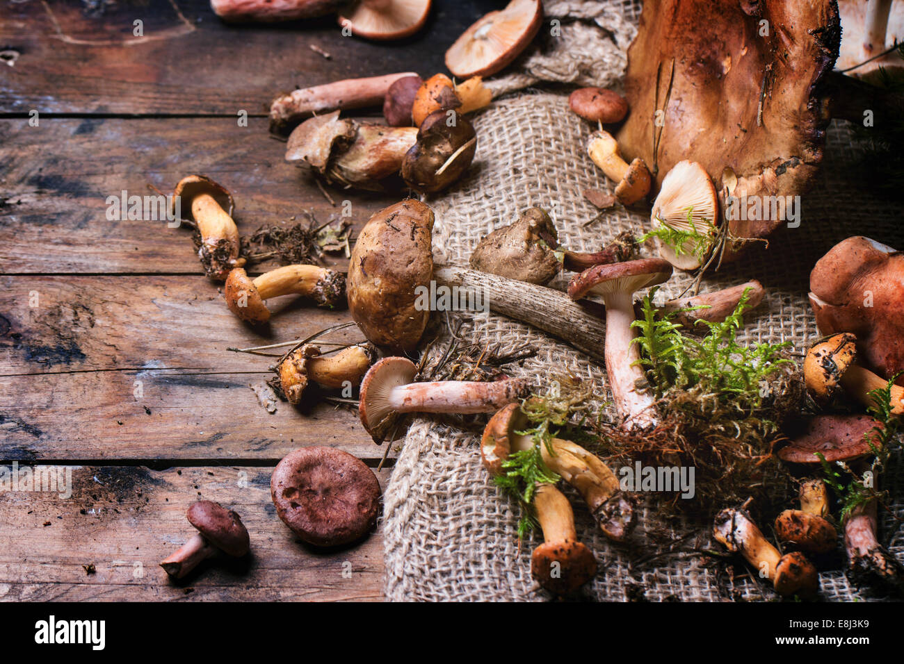 Wilde pilzmischung -Fotos und -Bildmaterial in hoher Auflösung – Alamy