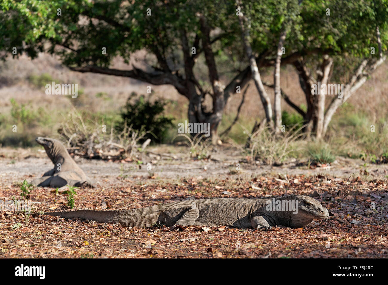 Zwei Komodo-Warane (Varanus Komodoensis), Komodo National Park, UNESCO ...
