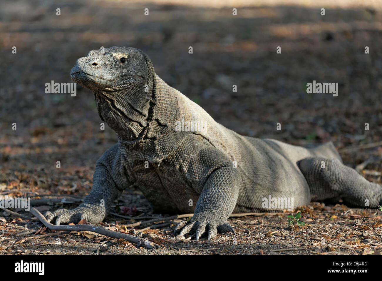 Komodo-Waran (Varanus Komodoensis), kleinen Sunda-Inseln Komodo ...