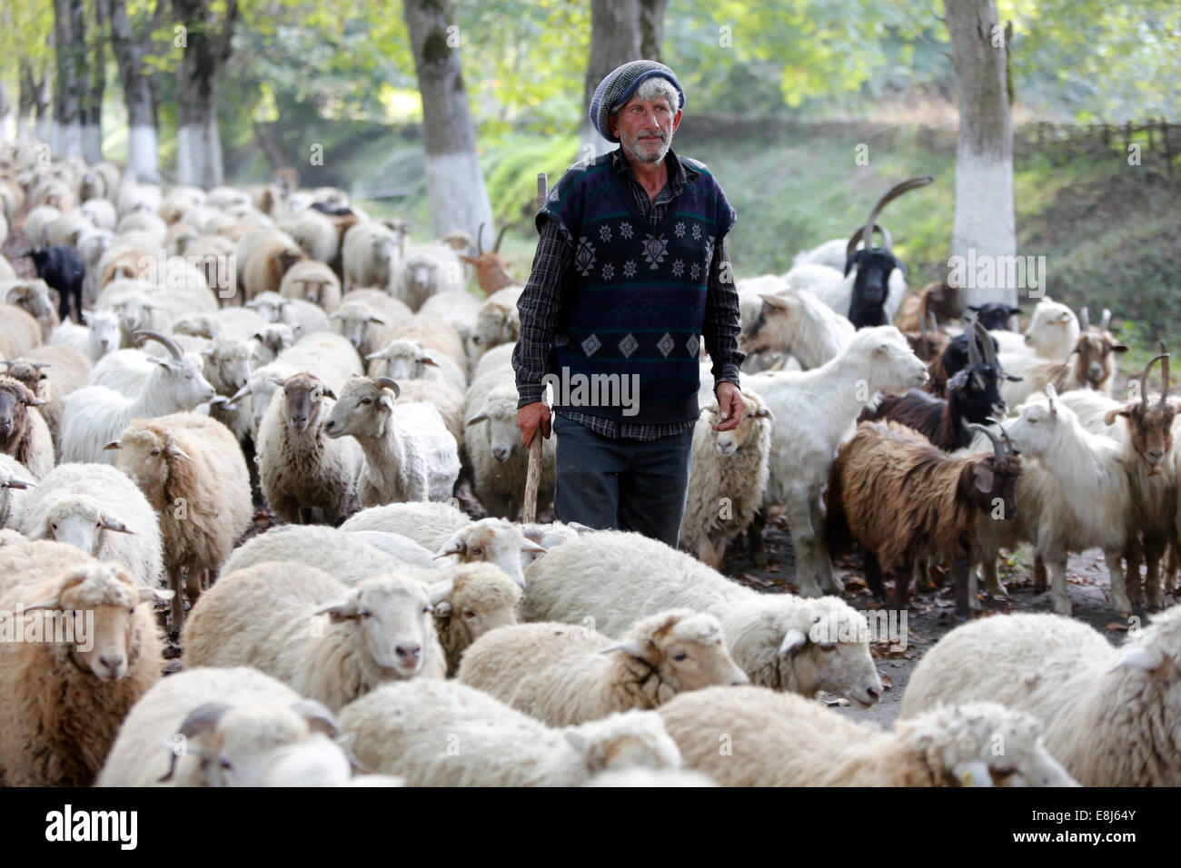 Hirte und seine herde -Fotos und -Bildmaterial in hoher Auflösung – Alamy