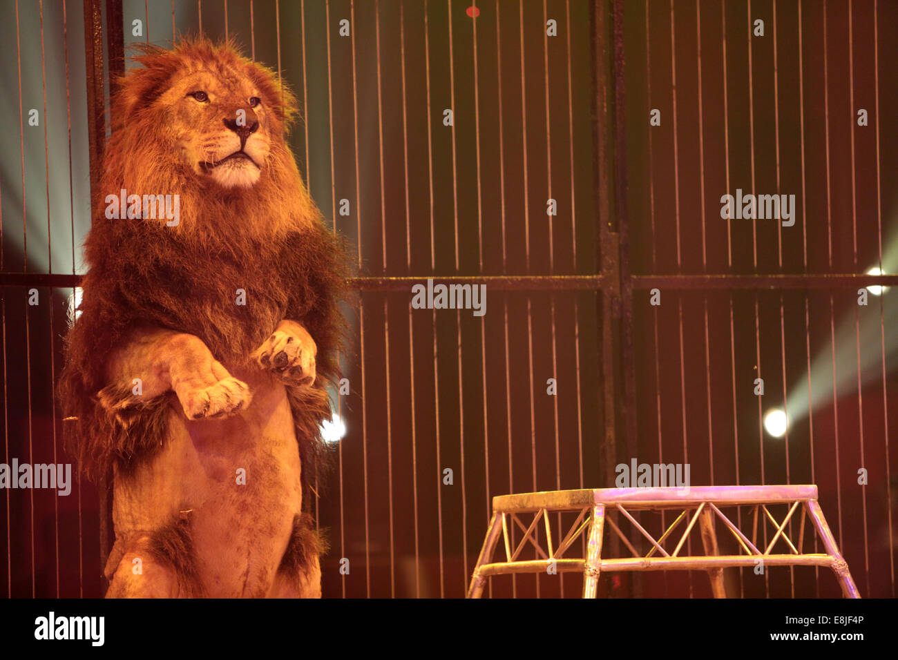 Löwe. Pinder Circus Stockfotografie - Alamy