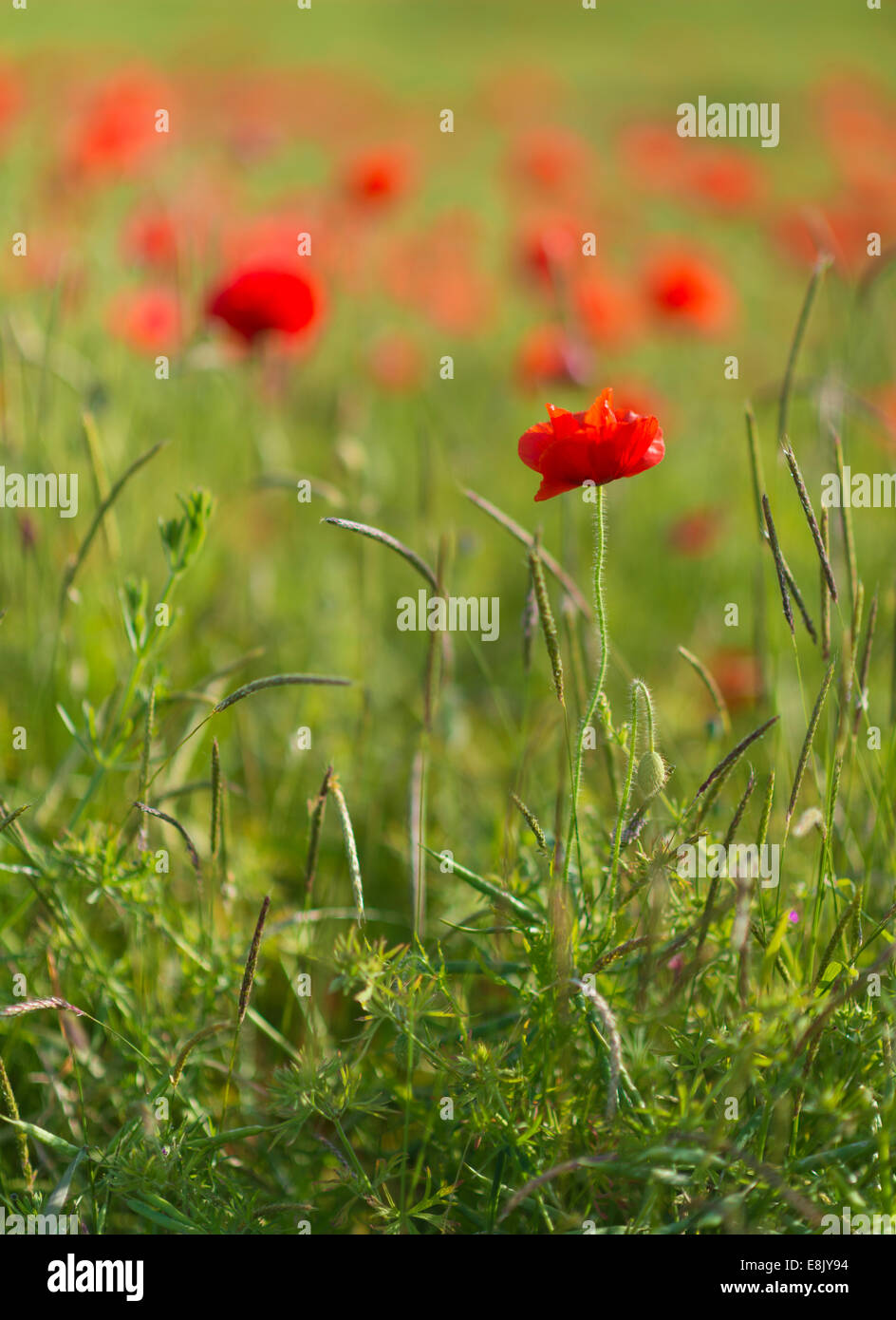 Englischer mohn -Fotos und -Bildmaterial in hoher Auflösung – Alamy