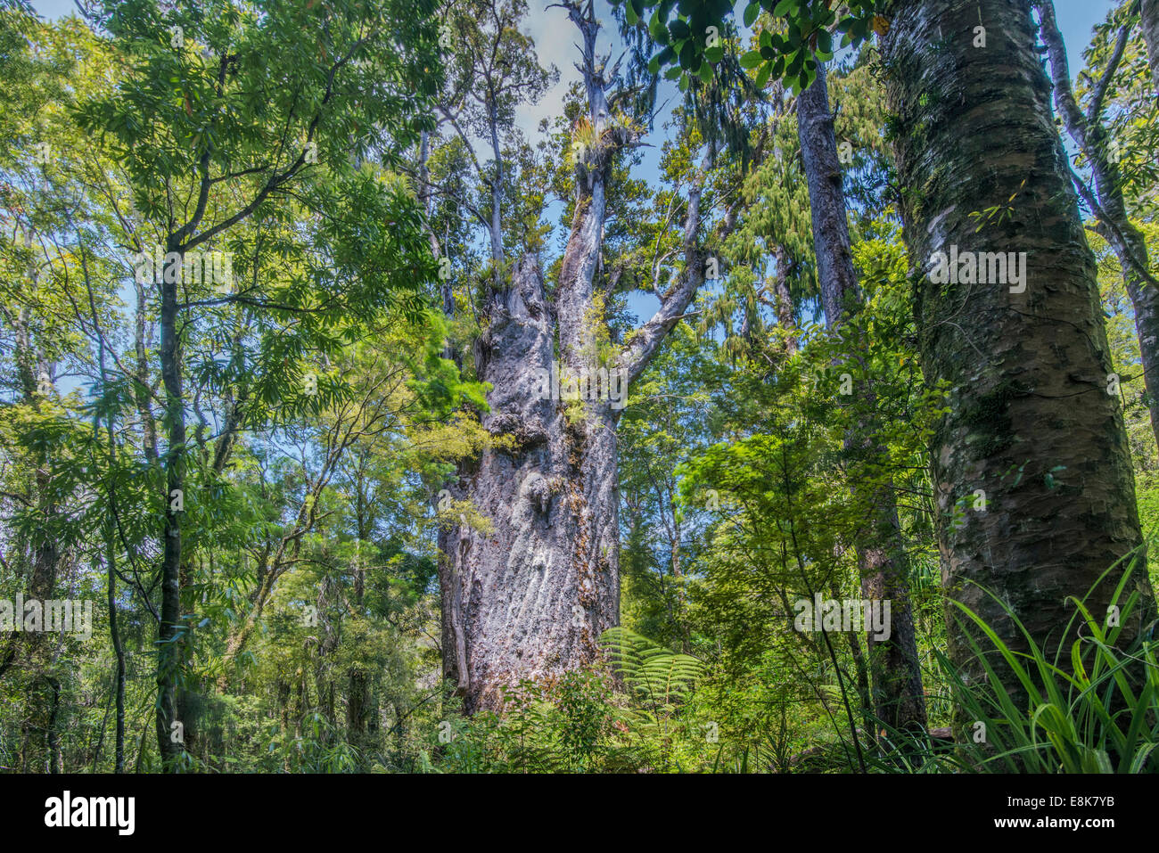 Matua Island Stockfotos und -bilder Kaufen - Alamy