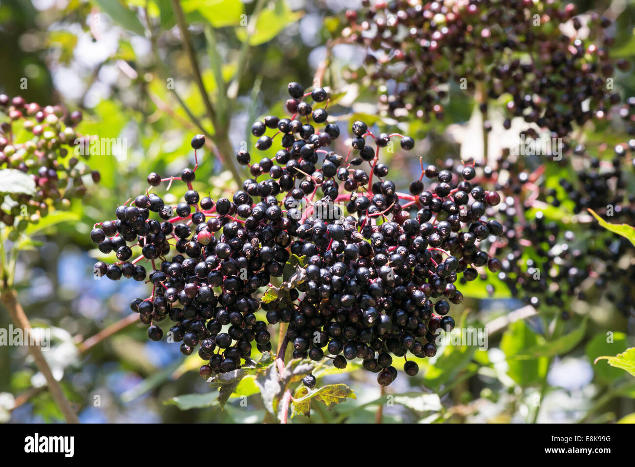 Holunder baum -Fotos und -Bildmaterial in hoher Auflösung – Alamy