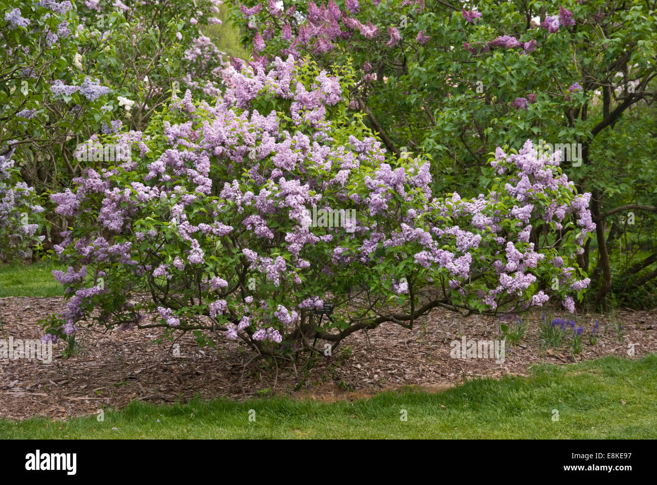 Syringa x hyazinthiflora -Fotos und -Bildmaterial in hoher Auflösung ...