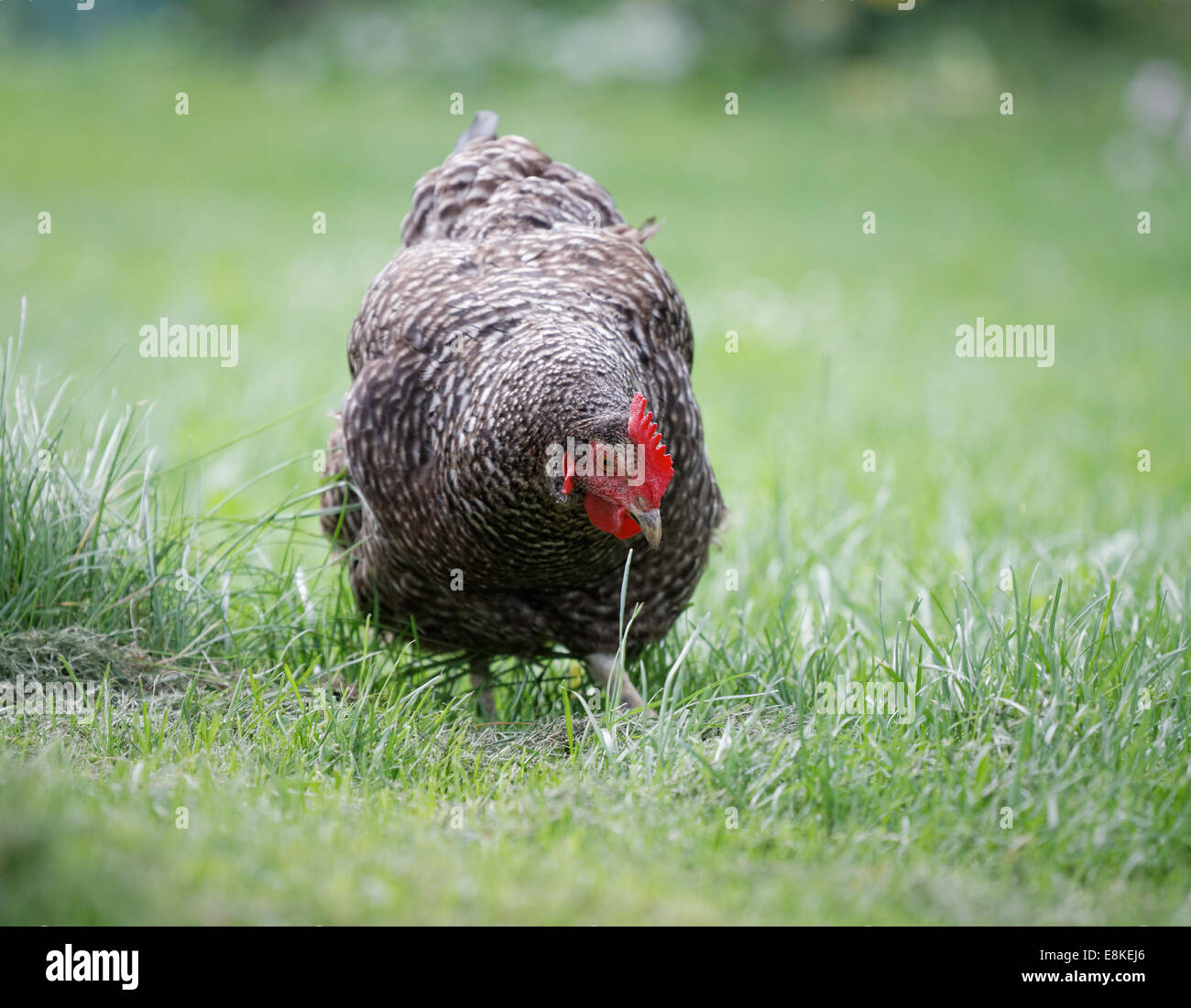Plymouth rock hen -Fotos und -Bildmaterial in hoher Auflösung – Alamy
