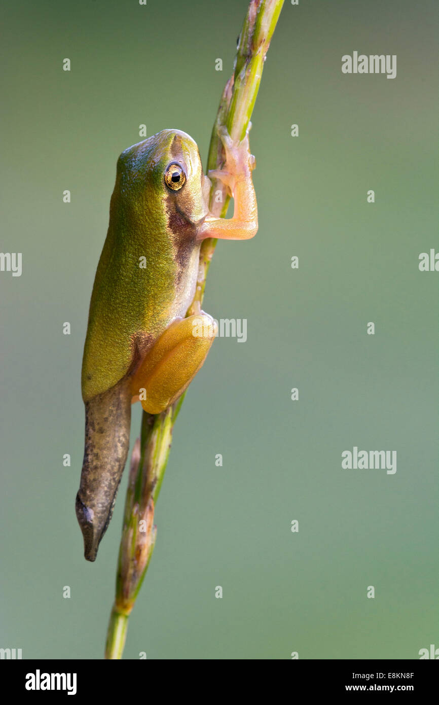 Frosch entwicklung -Fotos und -Bildmaterial in hoher Auflösung – Alamy