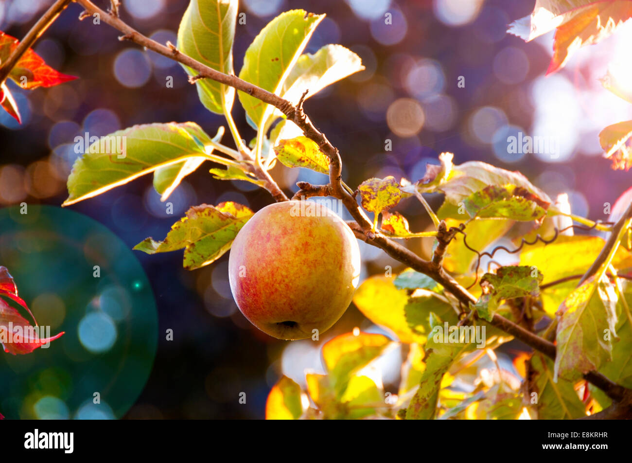 Apfelanbaus in der Sonne von einer Apfelplantage Stockfotografie - Alamy