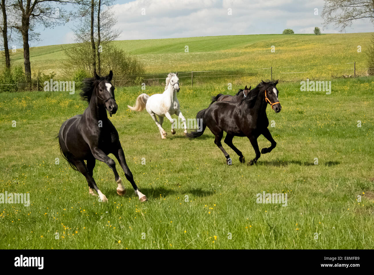Drei Pferde galoppieren frei auf Wiese Stockfotografie - Alamy