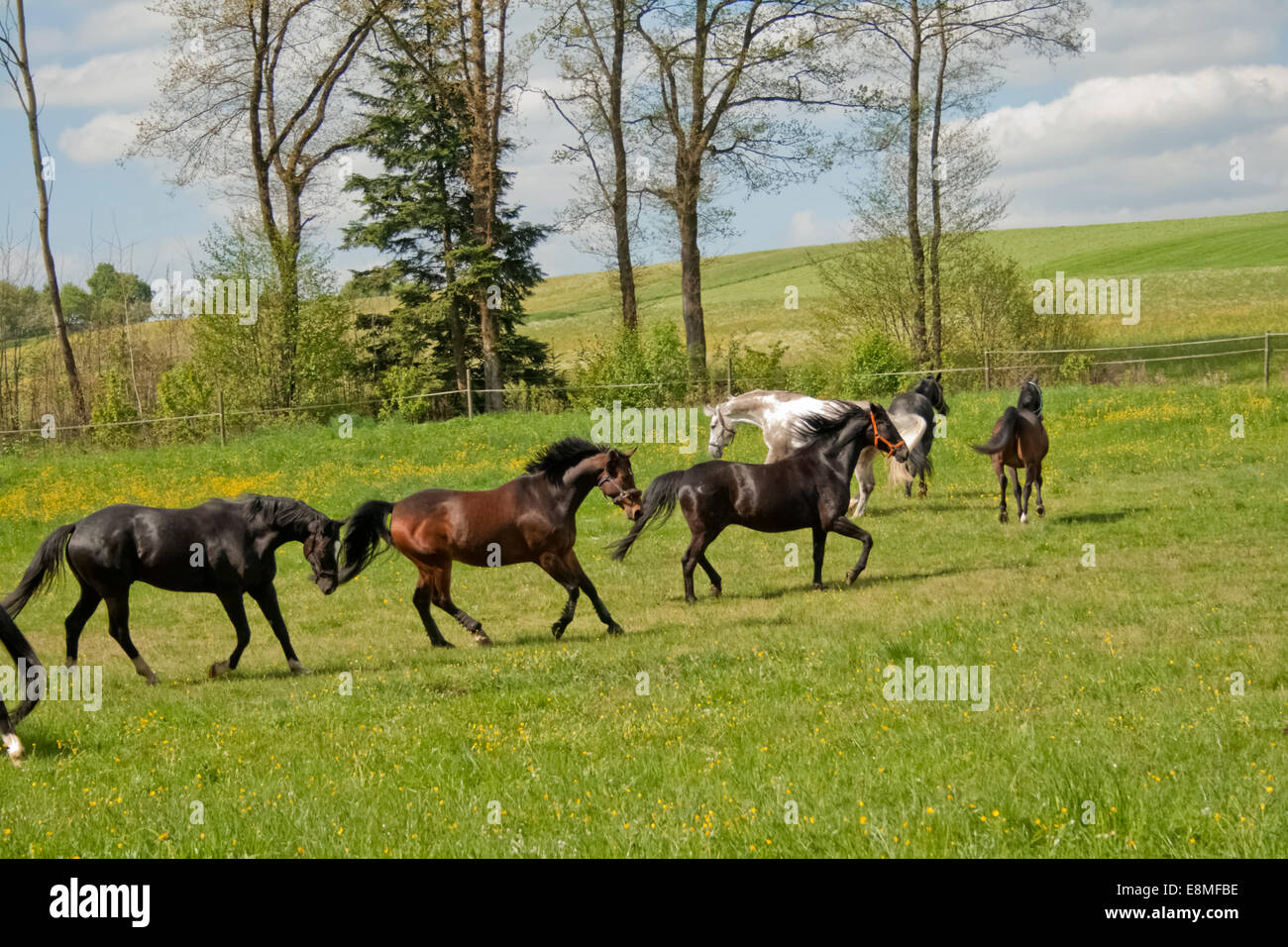 Vier pferde galoppieren -Fotos und -Bildmaterial in hoher Auflösung – Alamy