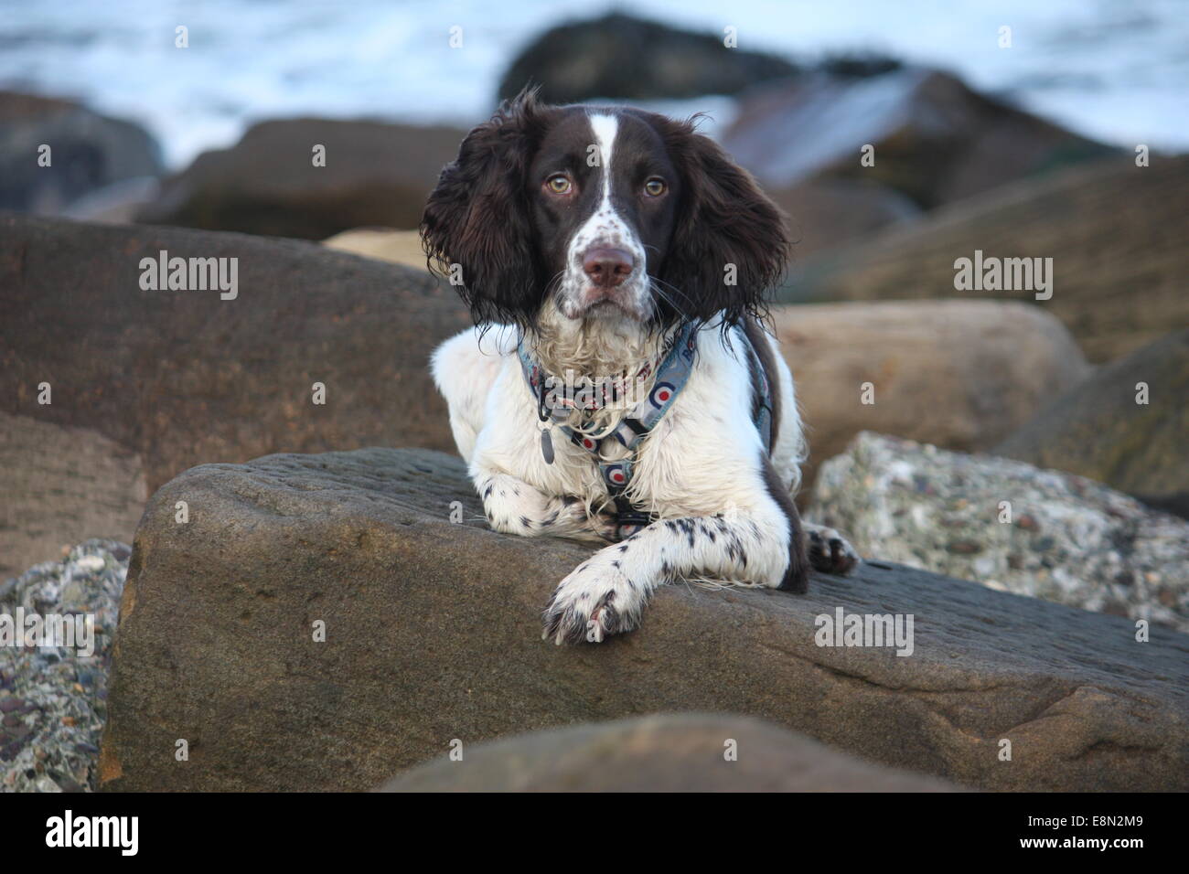 English springer spaniel -Fotos und -Bildmaterial in hoher Auflösung ...