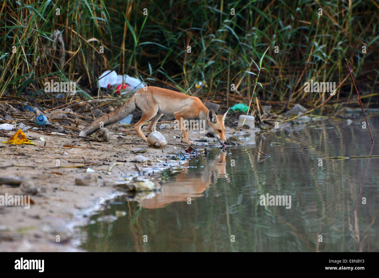 Schmutziges wasser trinken -Fotos und -Bildmaterial in hoher Auflösung ...