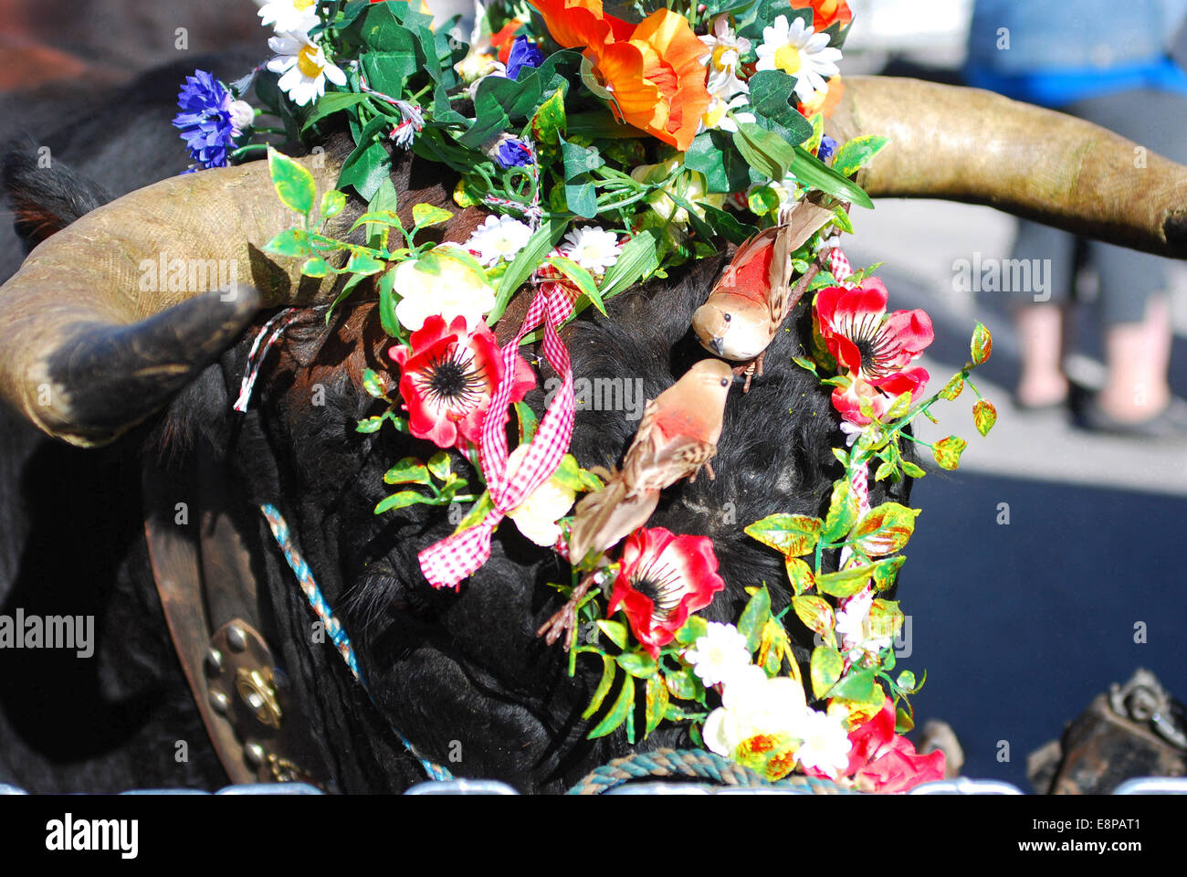 Eringer kuh -Fotos und -Bildmaterial in hoher Auflösung – Alamy
