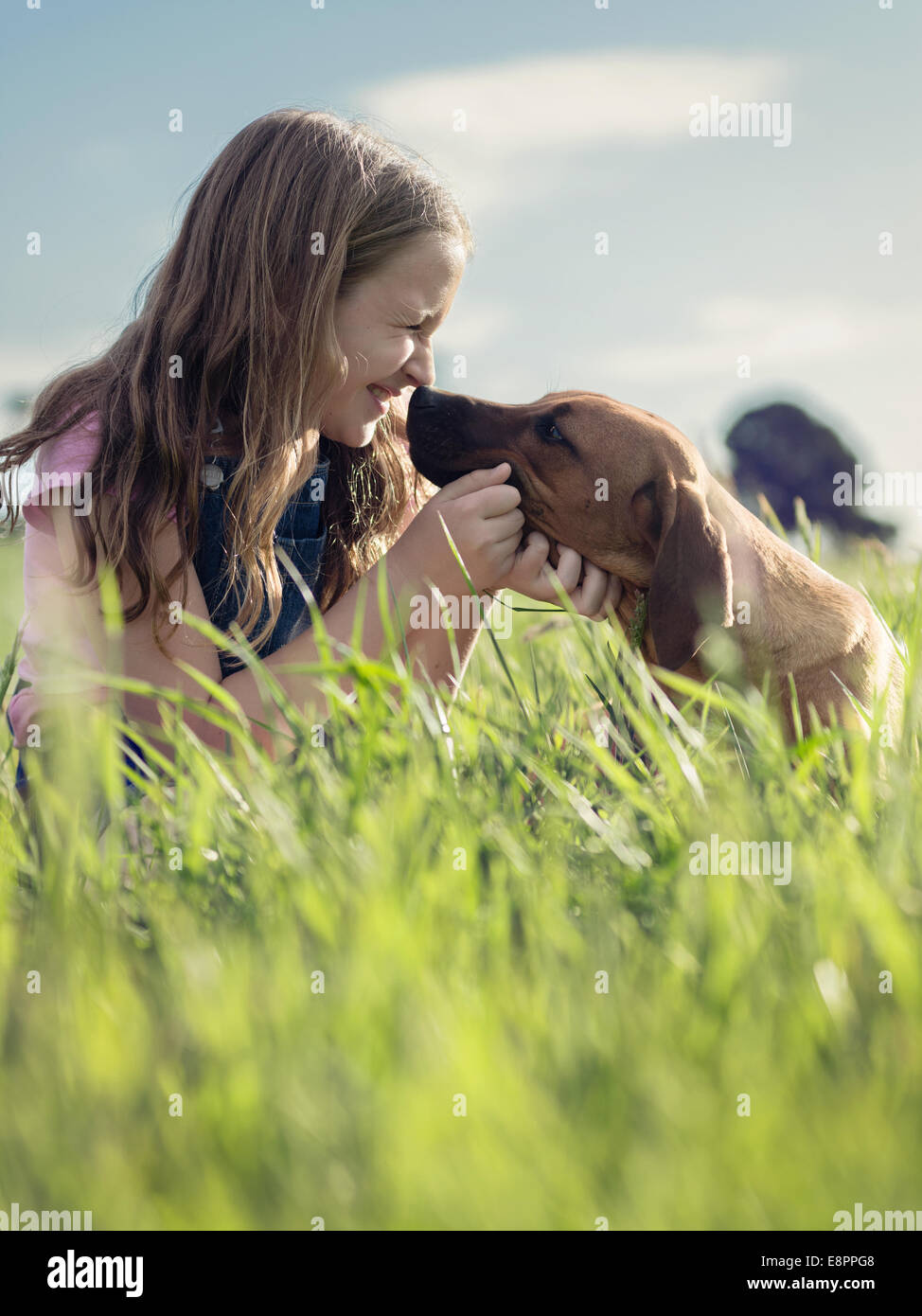 Hundenasen -Fotos und -Bildmaterial in hoher Auflösung – Alamy
