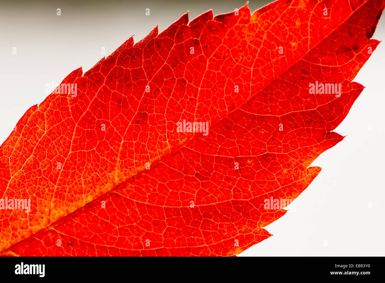 Rotes blatt detail -Fotos und -Bildmaterial in hoher Auflösung – Alamy
