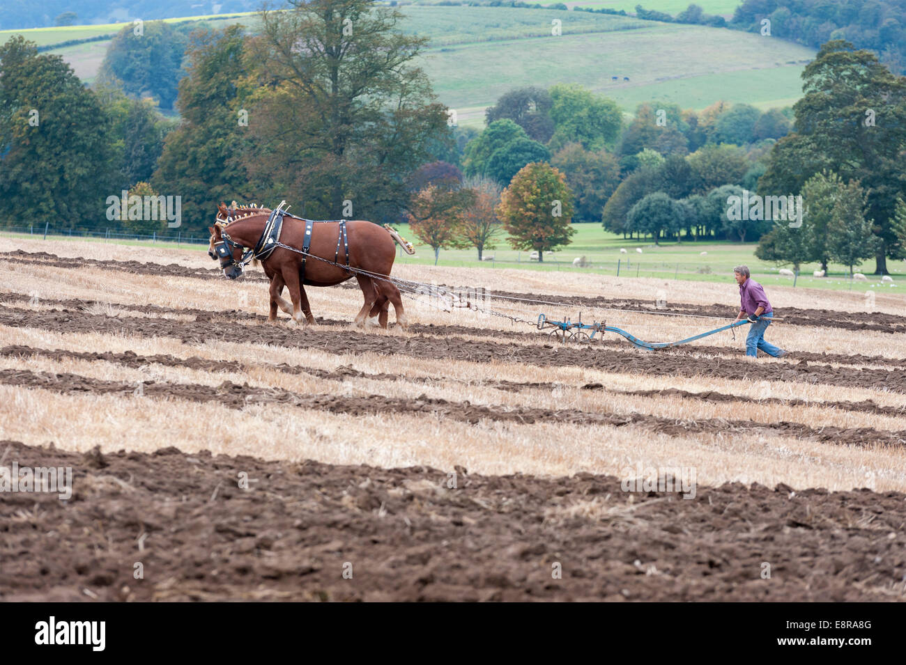 Pferde ziehen pflug -Fotos und -Bildmaterial in hoher Auflösung – Alamy