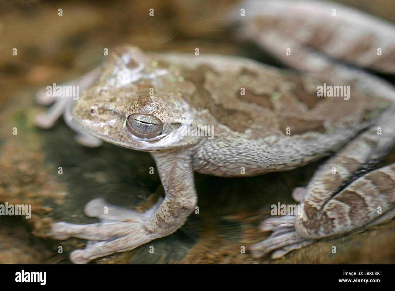 Frosch im regen -Fotos und -Bildmaterial in hoher Auflösung – Alamy