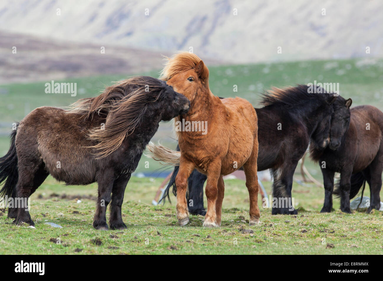 Shetland Pony, Shetland-Inseln, Schottland Stockfotografie - Alamy