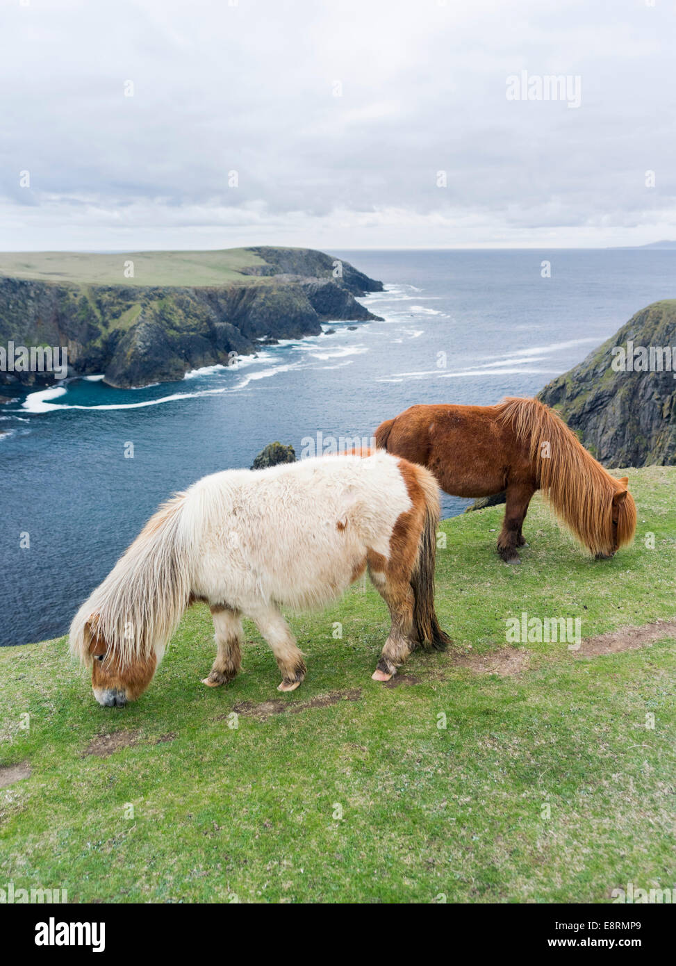 Shetland-Pony auf der Weide in der Nähe von hohen Klippen, Shetland ...