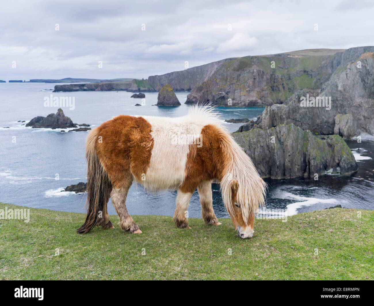 Shetland-Pony auf der Weide in der Nähe von hohen Klippen, Shetland ...