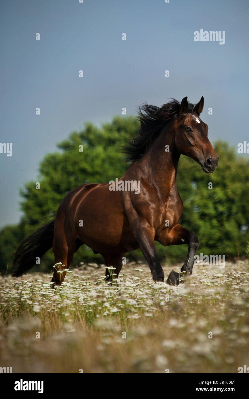 Oldenburg horse -Fotos und -Bildmaterial in hoher Auflösung – Alamy