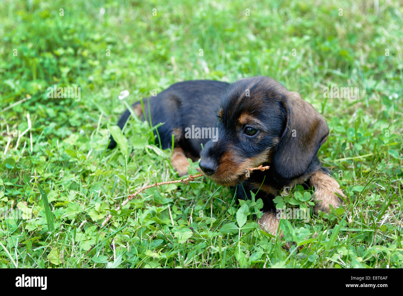 Rauhaar Dackel Welpe, Deutschland Stockfotografie - Alamy