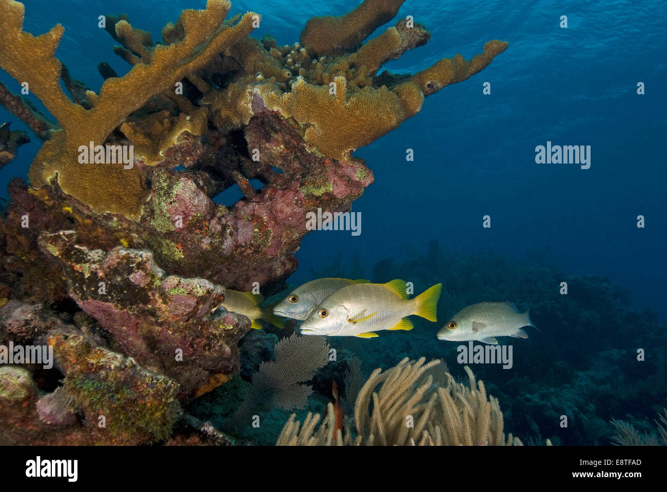 Coral reefs florida keys -Fotos und -Bildmaterial in hoher Auflösung ...