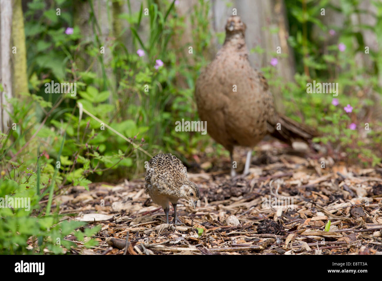 Junge fasan henne -Fotos und -Bildmaterial in hoher Auflösung – Alamy