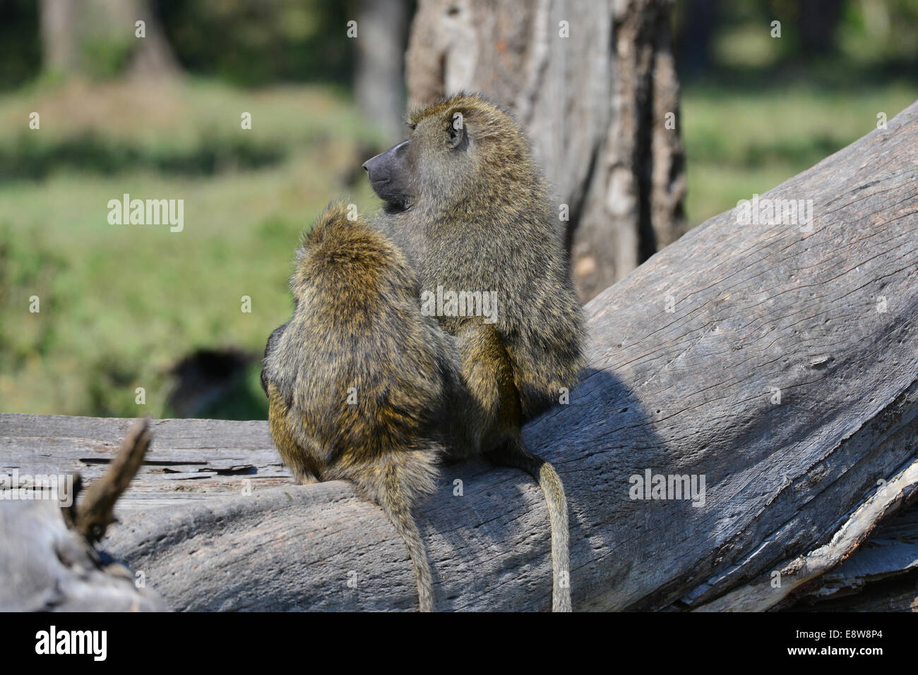 Pavian auf safari -Fotos und -Bildmaterial in hoher Auflösung – Alamy