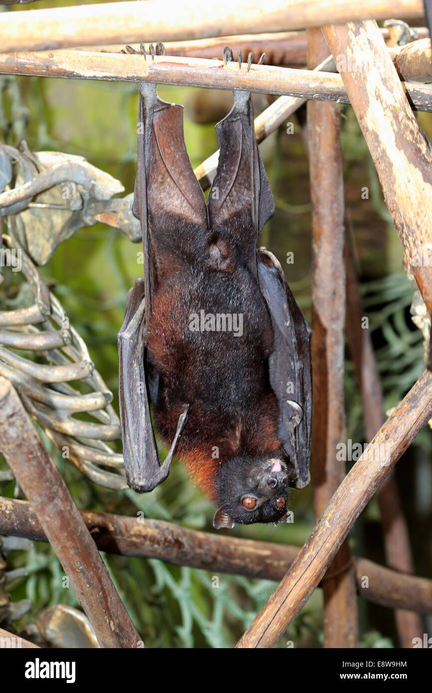Großen Flughund (Pteropus Vampyrus), Männchen, ruhenden, ursprünglich ...