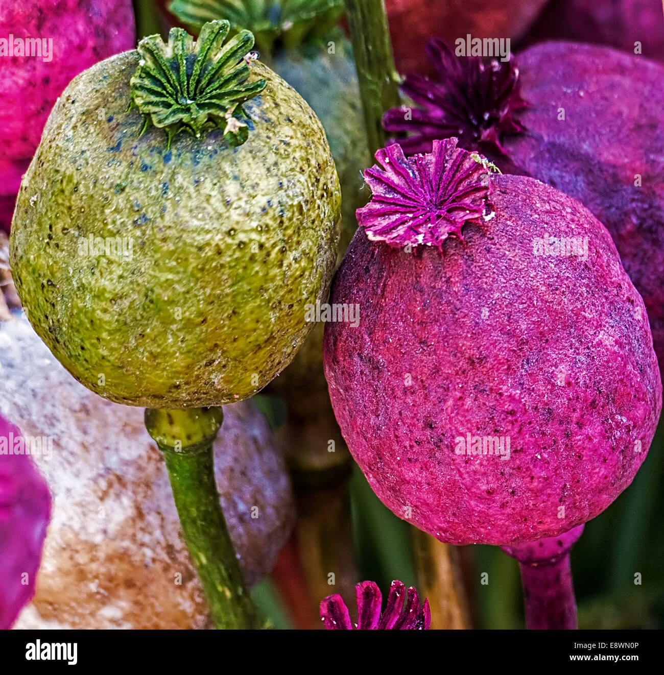 Mohn samen kapsel -Fotos und -Bildmaterial in hoher Auflösung – Alamy