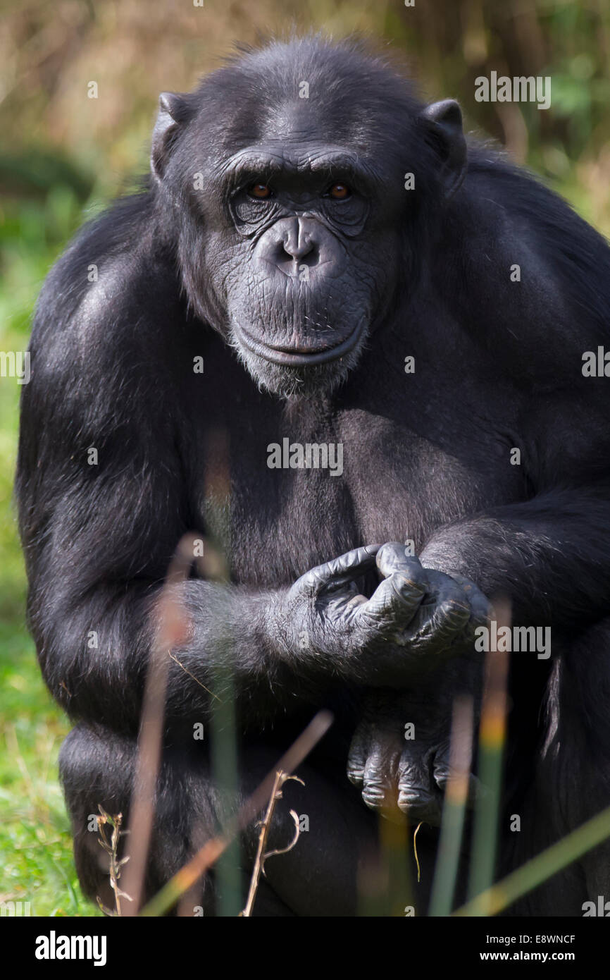 Schimpansen denken -Fotos und -Bildmaterial in hoher Auflösung – Alamy