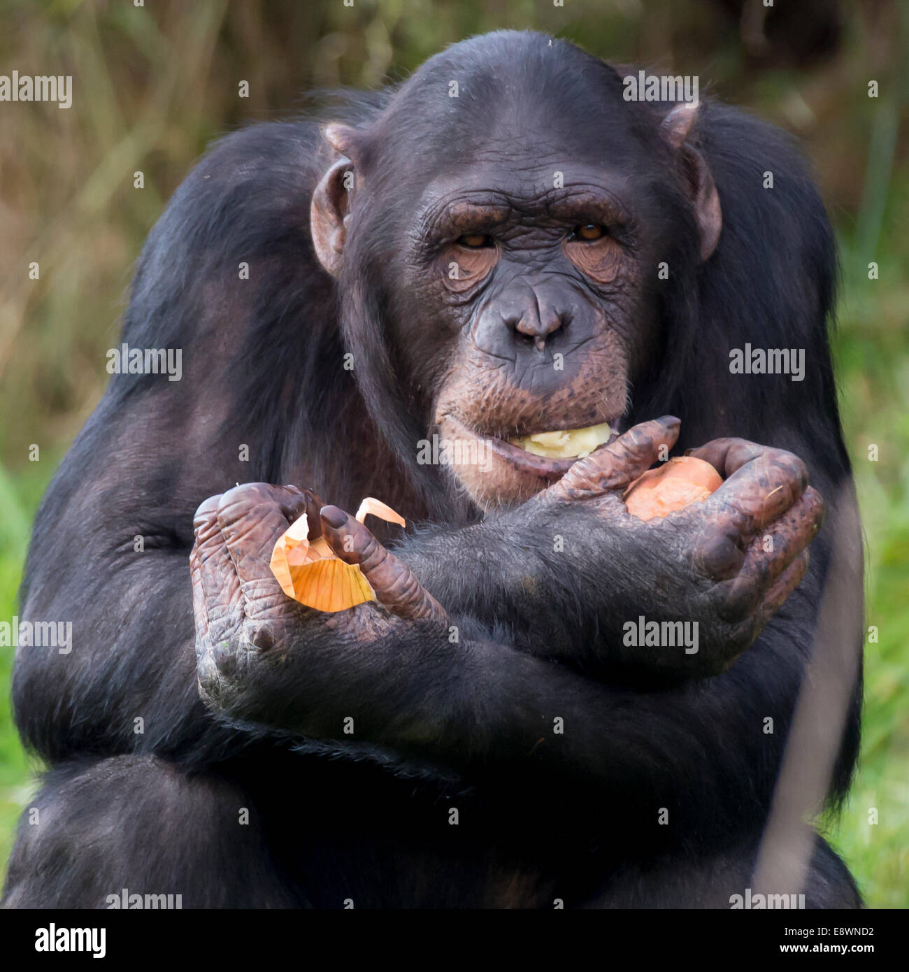 Schimpansen denken -Fotos und -Bildmaterial in hoher Auflösung – Alamy