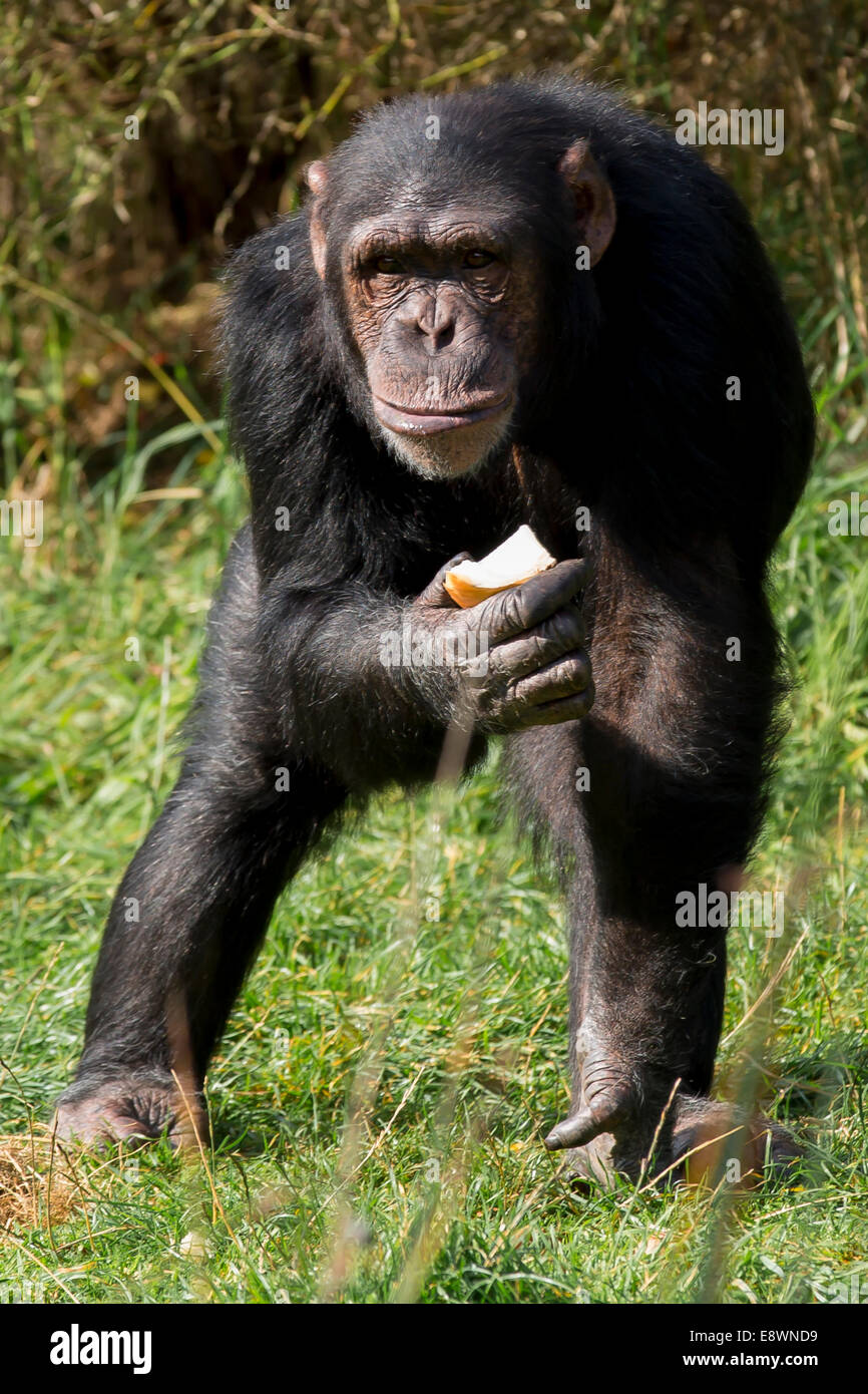 Schimpansen denken -Fotos und -Bildmaterial in hoher Auflösung – Alamy