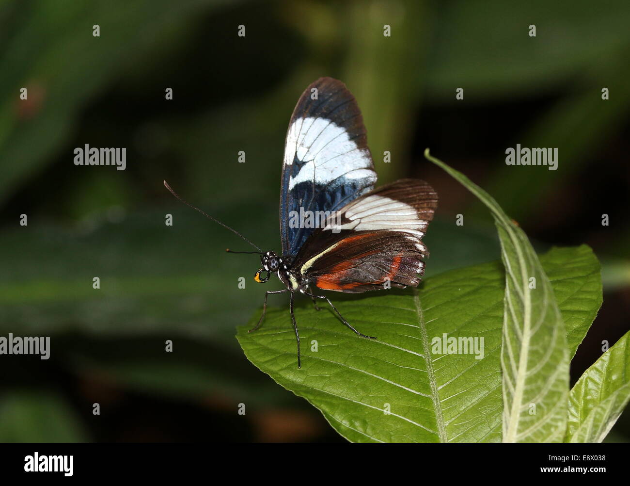 Cydno longwing -Fotos und -Bildmaterial in hoher Auflösung – Alamy