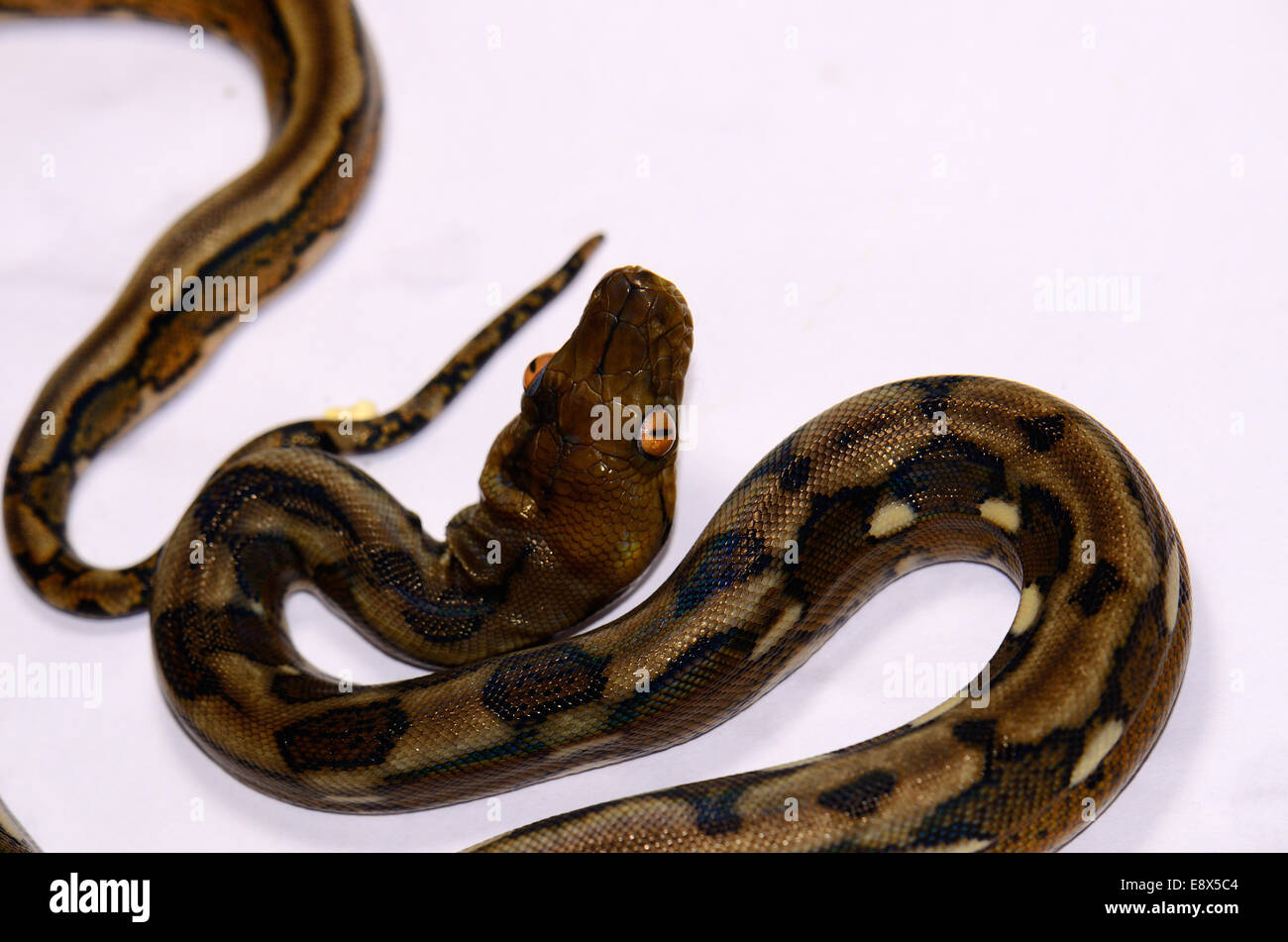 Python python reticulatus -Fotos und -Bildmaterial in hoher Auflösung – Alamy