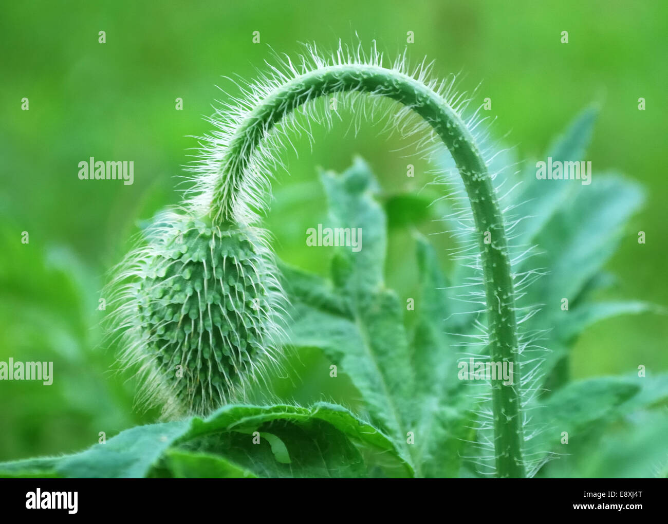 Mohn keimling -Fotos und -Bildmaterial in hoher Auflösung – Alamy