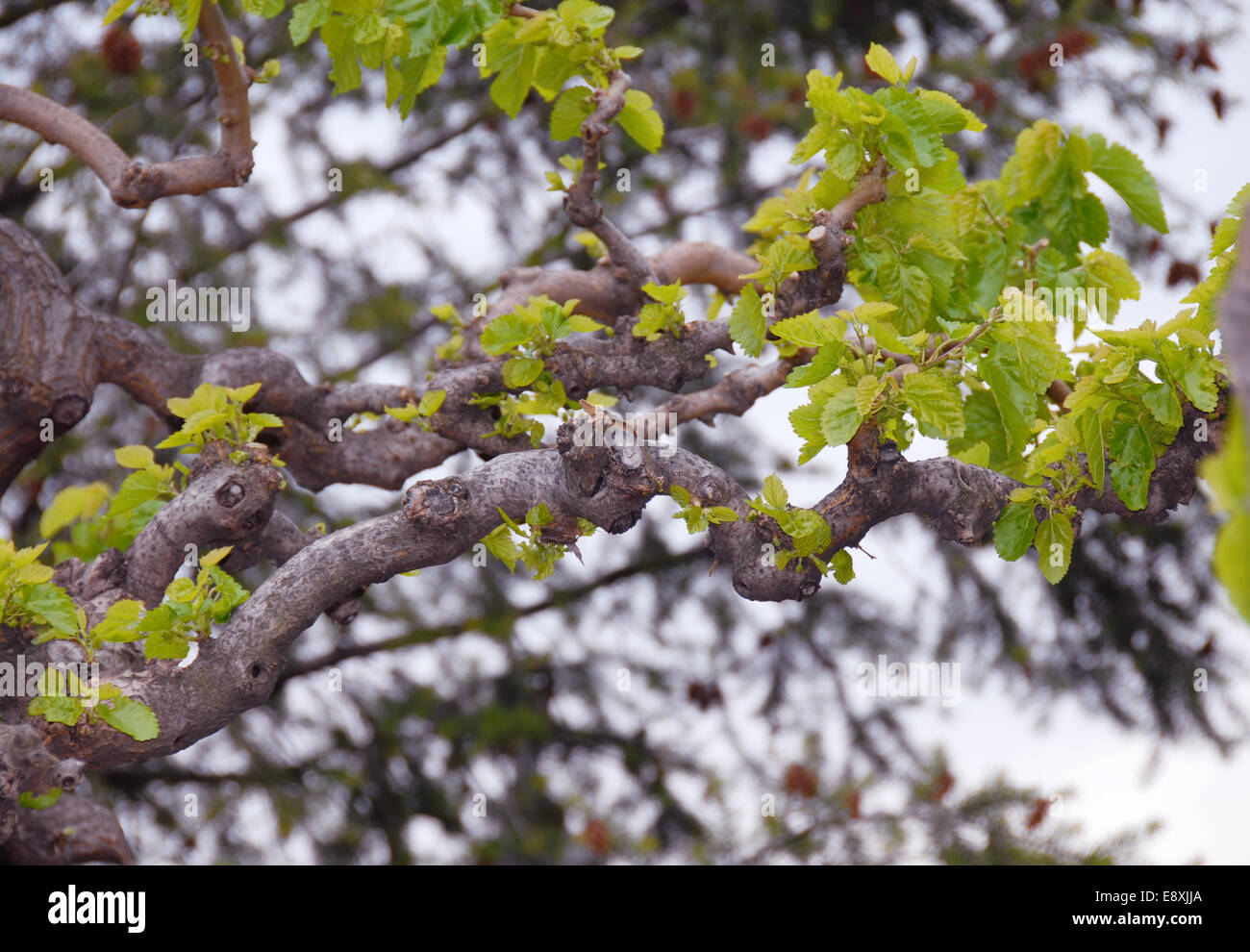 Knorriger ast -Fotos und -Bildmaterial in hoher Auflösung – Alamy